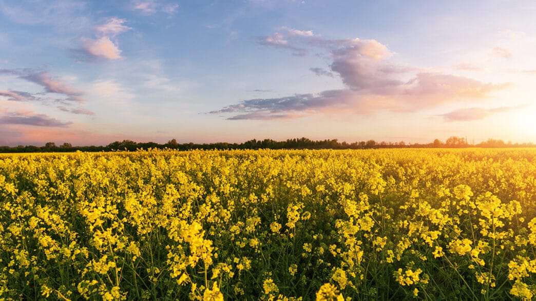 Lloyd RCMP charge male with drug trafficking | Meridian Source