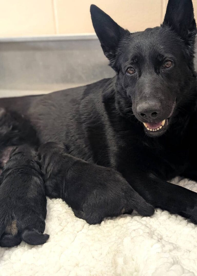 RCMP reveals puppy naming contest winners | Meridian Source