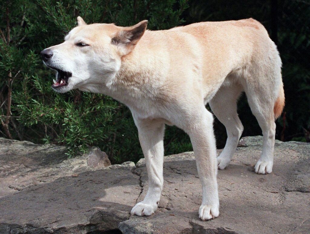 Australia announces cull of dingoes that circled Canadian woman’s body ...