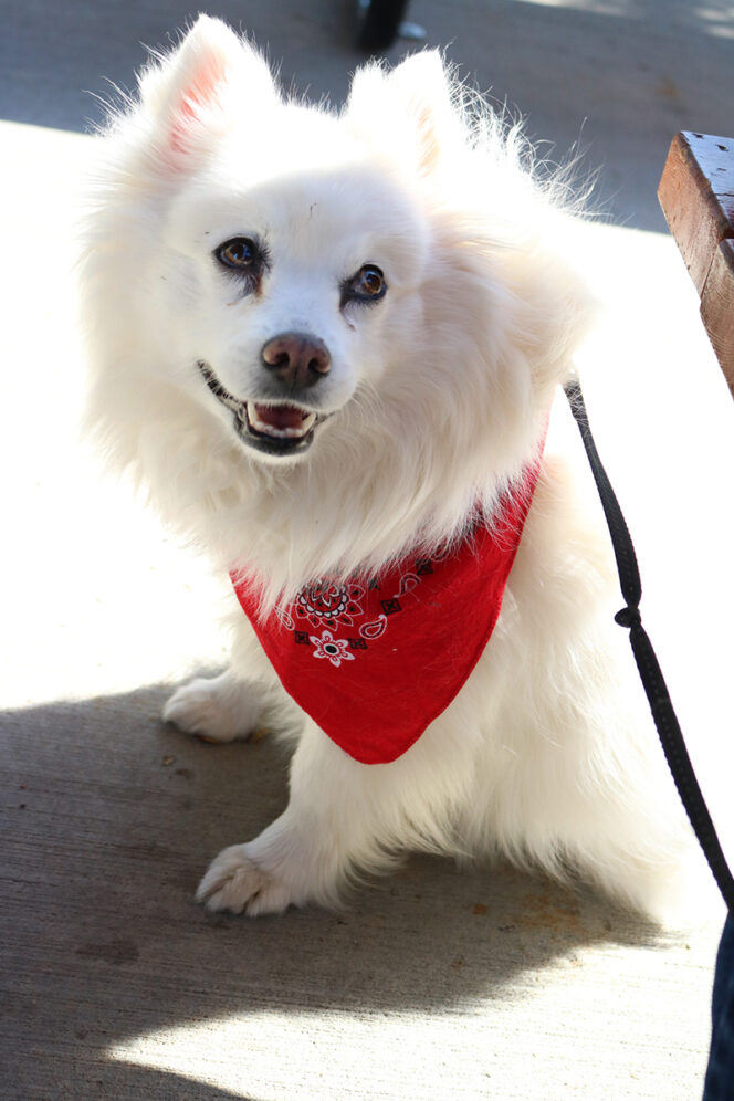 Lloydminster Lions Club hosts annual dog guide walk | Meridian Source
