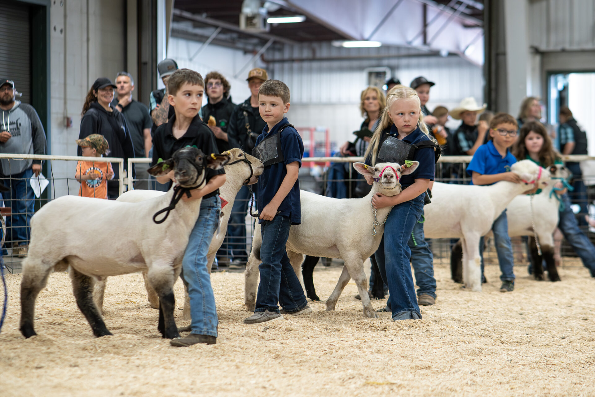 GALLERY: New projects on full display at Lloydminster 4-H Expo ...